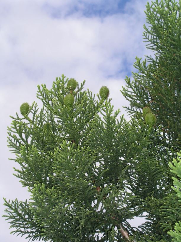 Araucaria cunninghamii - Hoop Pine | Royal Botanic Garden Sydney