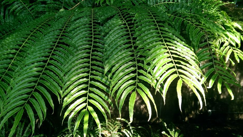 Angiopteris evecta - Giant Fern | Royal Botanic Garden Sydney