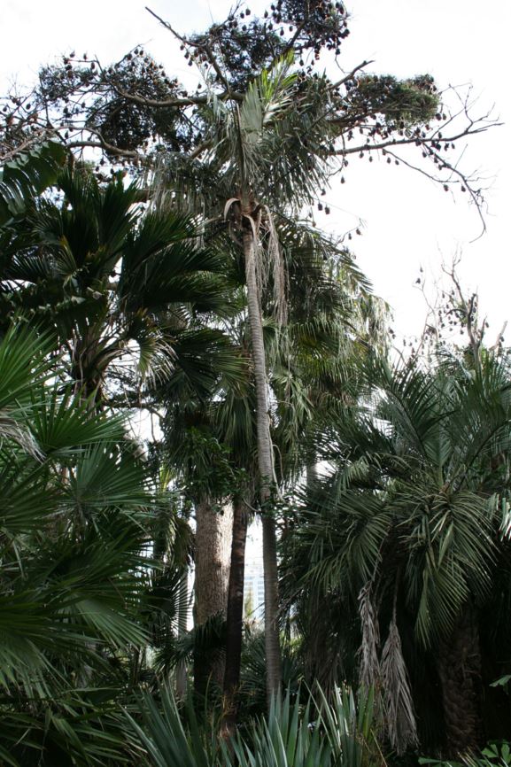 Allagoptera caudescens - buri palm | Royal Botanic Garden Sydney