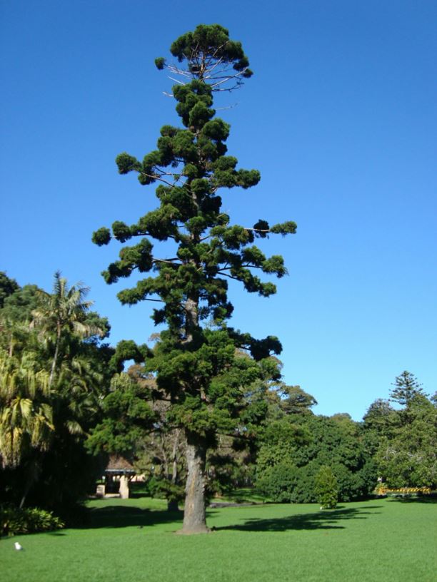 Araucaria cunninghamii - Hoop Pine | Royal Botanic Garden Sydney