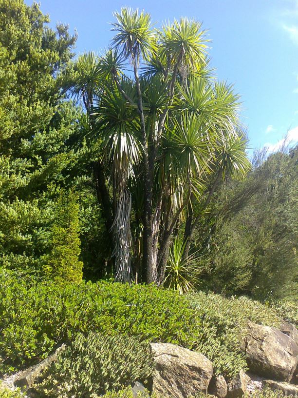 Cordyline australis - Cabbage Tree, Ti kouka | Royal Botanic Garden Sydney