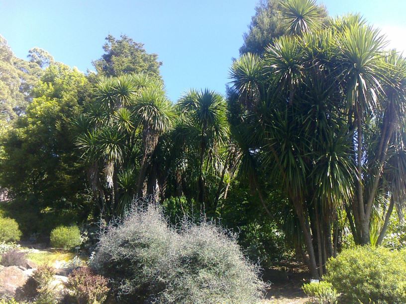 Cordyline australis - Cabbage Tree, Ti kouka | Royal Botanic Garden Sydney