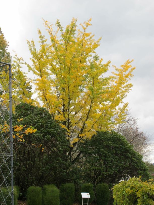Ginkgo biloba - yin xing, Maidenhair Tree | Royal Botanic Garden Sydney