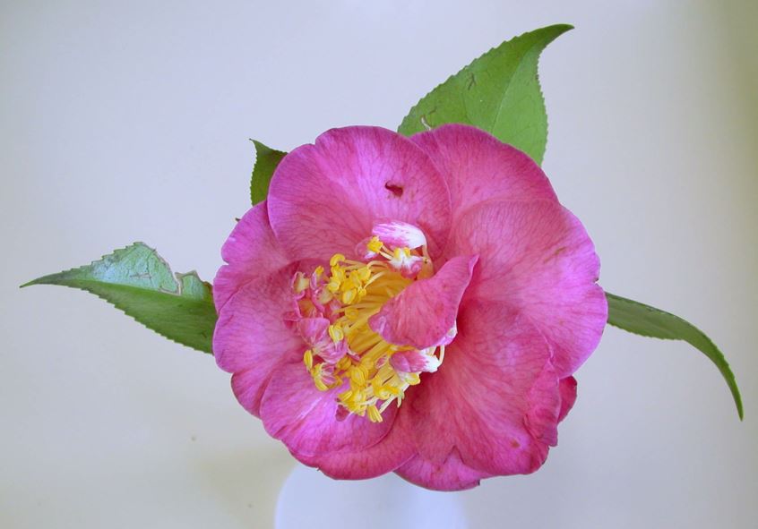 Camellia japonica 'Lady Clare' | Royal Botanic Garden Sydney