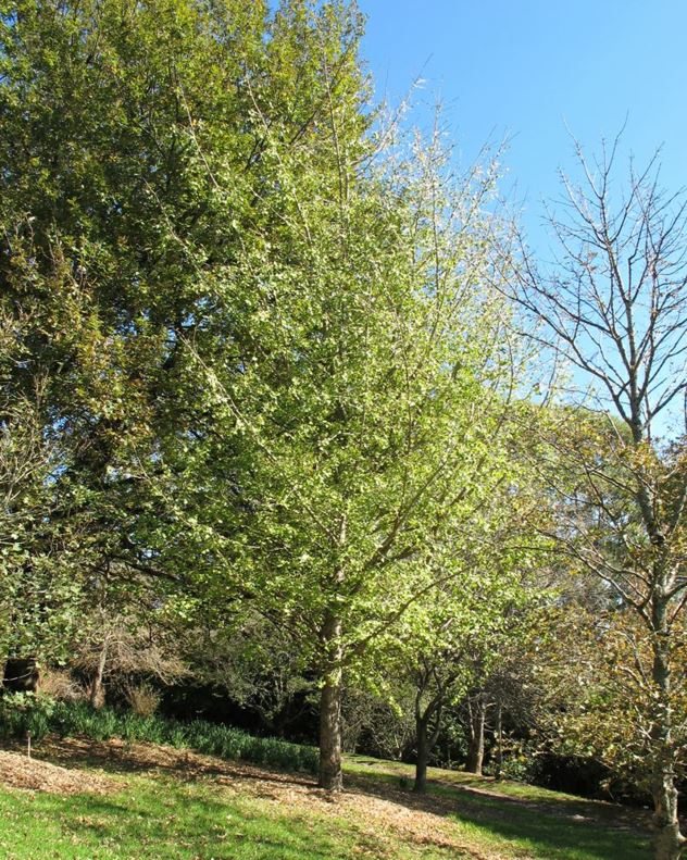 Ginkgo biloba - yin xing, Maidenhair Tree | Royal Botanic Garden Sydney