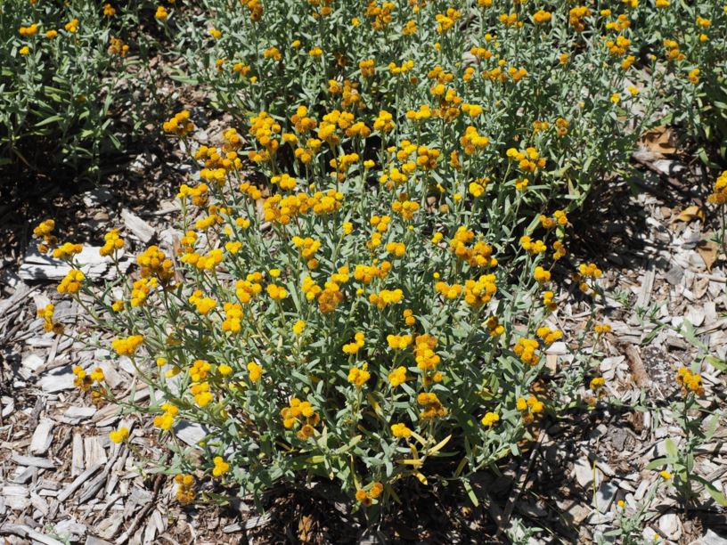 Chrysocephalum apiculatum - common everlasting, yellow buttons | Royal ...