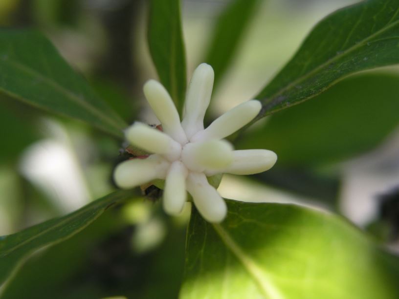 Eidothea hardeniana - Nightcap Oak | Royal Botanic Garden Sydney