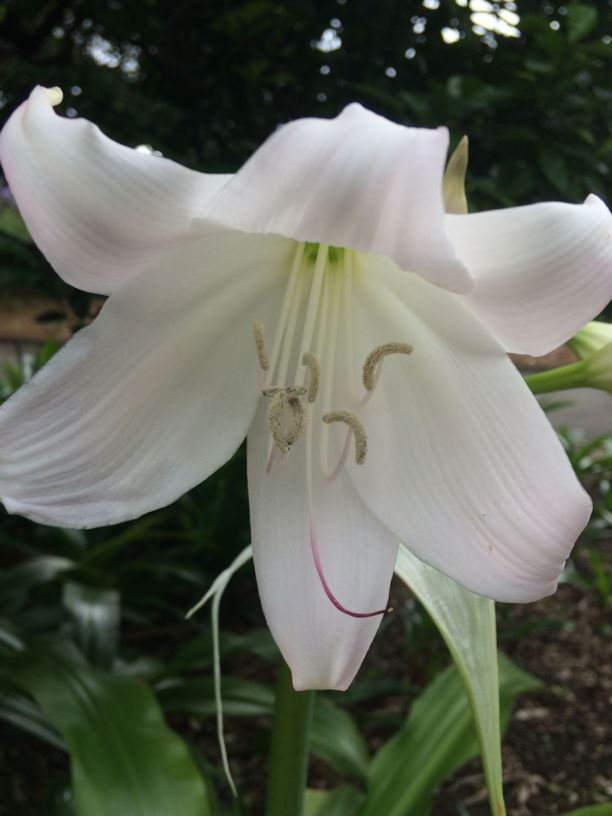 Crinum moorei - Natal Lily | Royal Botanic Garden Sydney