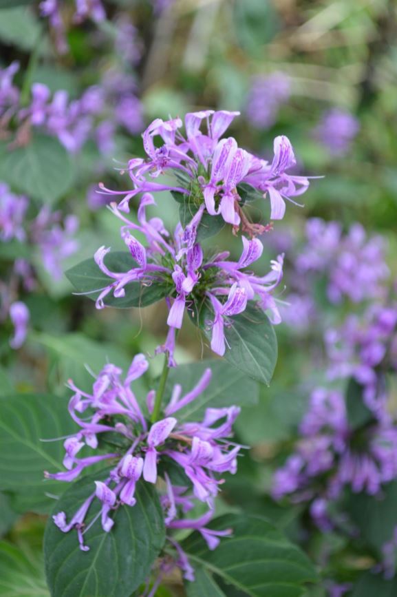 Hypoestes aristata | Royal Botanic Garden Sydney
