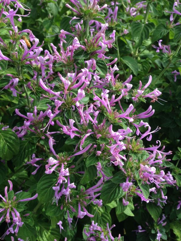 Hypoestes aristata | Royal Botanic Garden Sydney