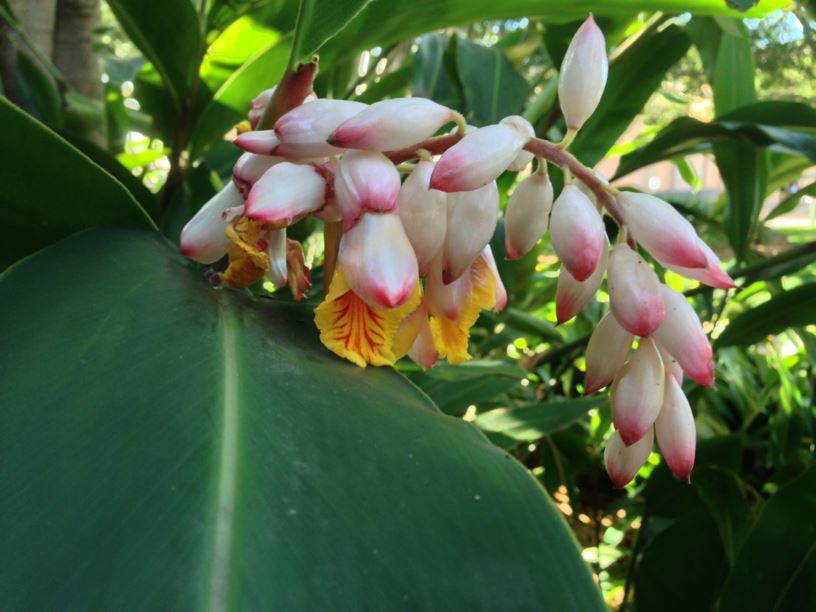 Alpinia zerumbet - Shell Ginger | Royal Botanic Garden Sydney