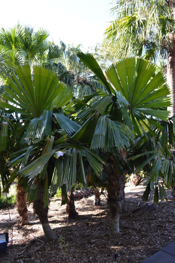 Licuala ramsayi var. ramsayi - Fan Palm | Royal Botanic Garden Sydney