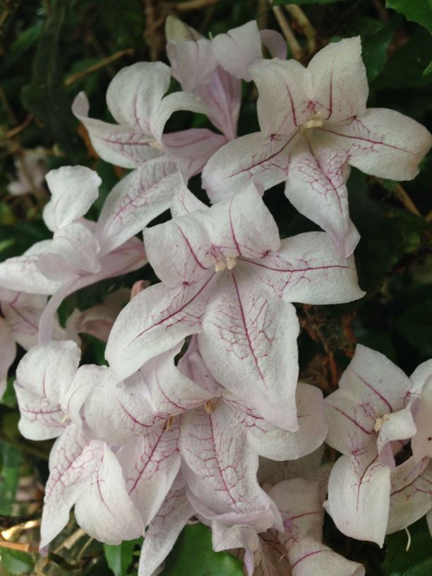 Mackaya bella - Forest Bell Bush, Mackaya | Royal Botanic Garden Sydney