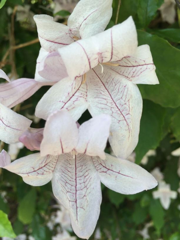 Mackaya bella - Forest Bell Bush, Mackaya | Royal Botanic Garden Sydney