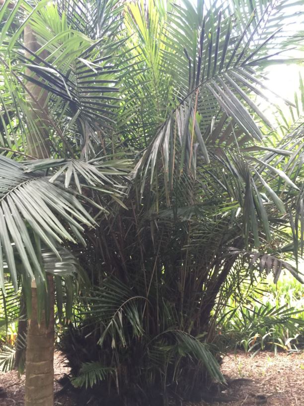 Arenga engleri - Formosa palm, Taiwan sugar palm | Royal Botanic Garden ...