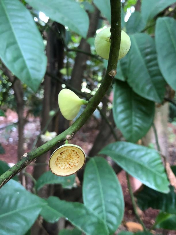 Eupomatia laurina - Bolwarra, Copper Laurel | Royal Botanic Garden Sydney