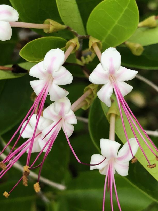 Volkameria inermis - Scrambling Clerodendrum | Royal Botanic Garden Sydney