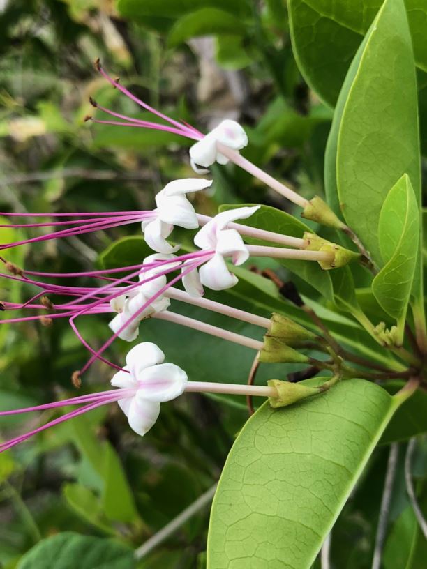 Volkameria inermis - Scrambling Clerodendrum | Royal Botanic Garden Sydney