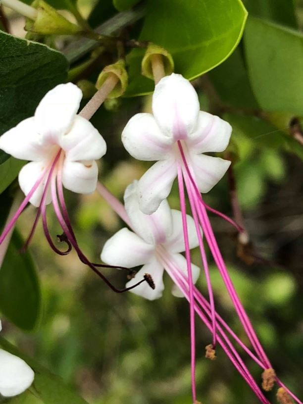 Volkameria inermis - Scrambling Clerodendrum | Royal Botanic Garden Sydney