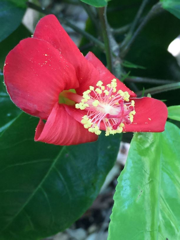 Hibiscus kokio subsp. kokio - Koki'o-'Ula'Ula, Native Red Hibiscus ...