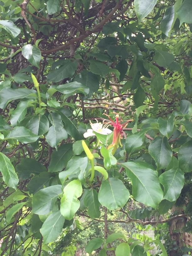 Hauya elegans | Royal Botanic Garden Sydney