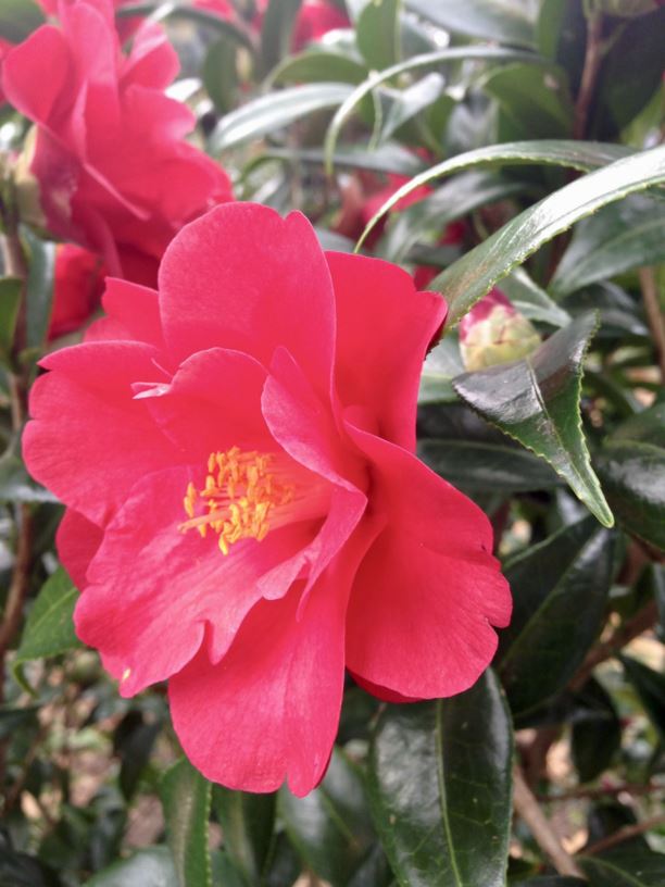 Camellia × williamsii 'Jamie' | Royal Botanic Garden Sydney