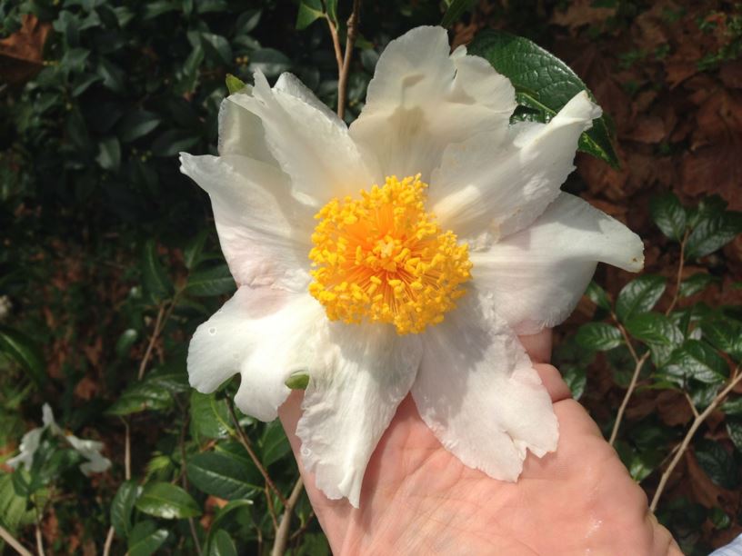 Camellia granthamiana - da bao bai shan cha | Royal Botanic Garden Sydney