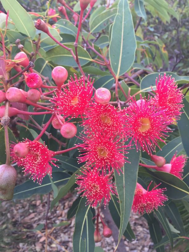 Corymbia ficifolia 'Summer Red' - Flowering Gum | Royal Botanic Garden ...