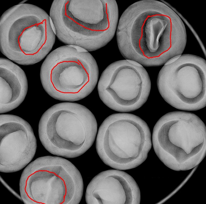 Macadamia integrifolia - Queensland nut, Smooth-shelled Macadamia ...