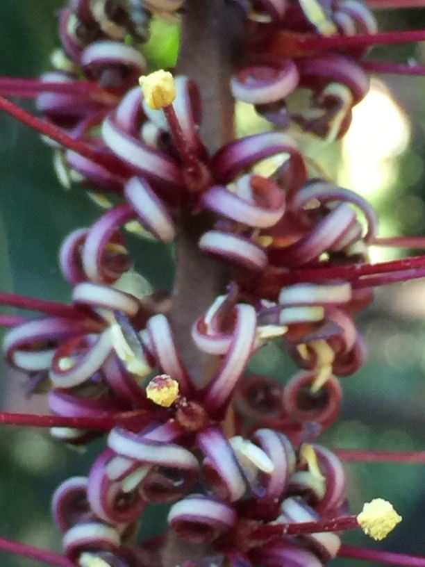 Hicksbeachia pinnatifolia - Bopple Nut, Ivory Silky Oak, Red Bopple Nut ...