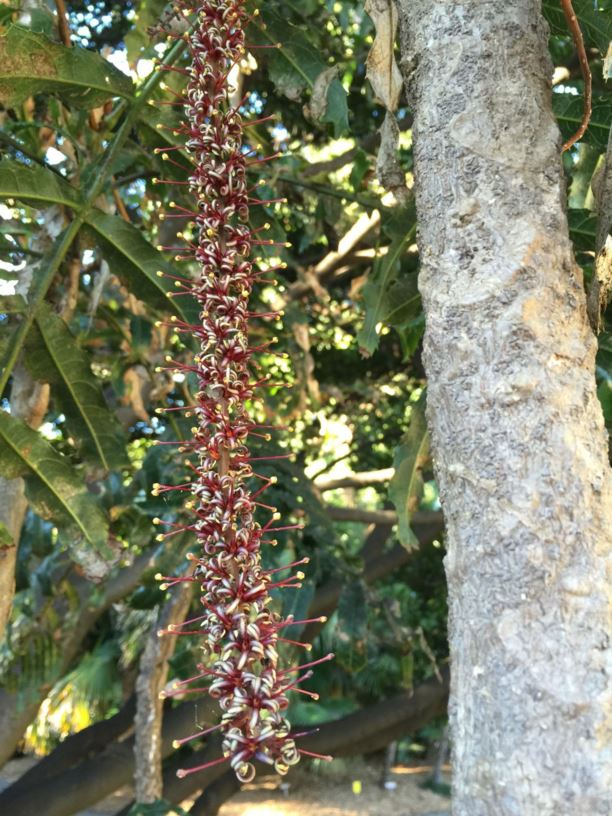Hicksbeachia pinnatifolia - Bopple Nut, Ivory Silky Oak, Red Bopple Nut ...