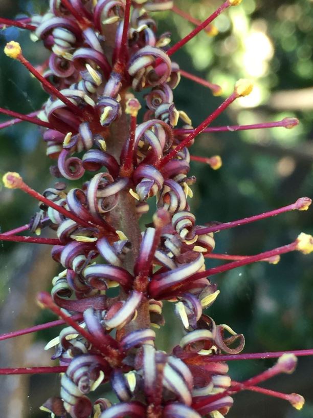 Hicksbeachia pinnatifolia - Bopple Nut, Ivory Silky Oak, Red Bopple Nut ...