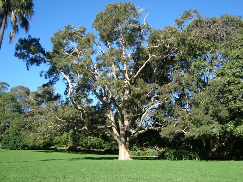 Melaleuca quinquenervia - Broad-leaved Paperbark | Royal Botanic Garden Sydney