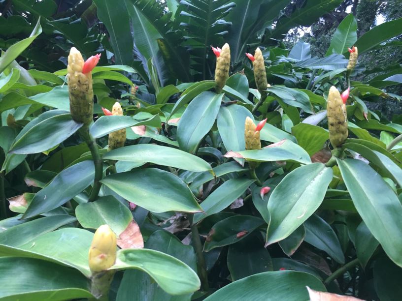 Costus 'Belize Yellow' | Royal Botanic Garden Sydney
