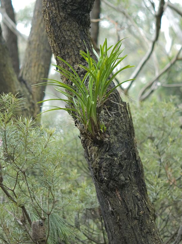 Cymbidium suave - Snake Orchid | Royal Botanic Garden Sydney
