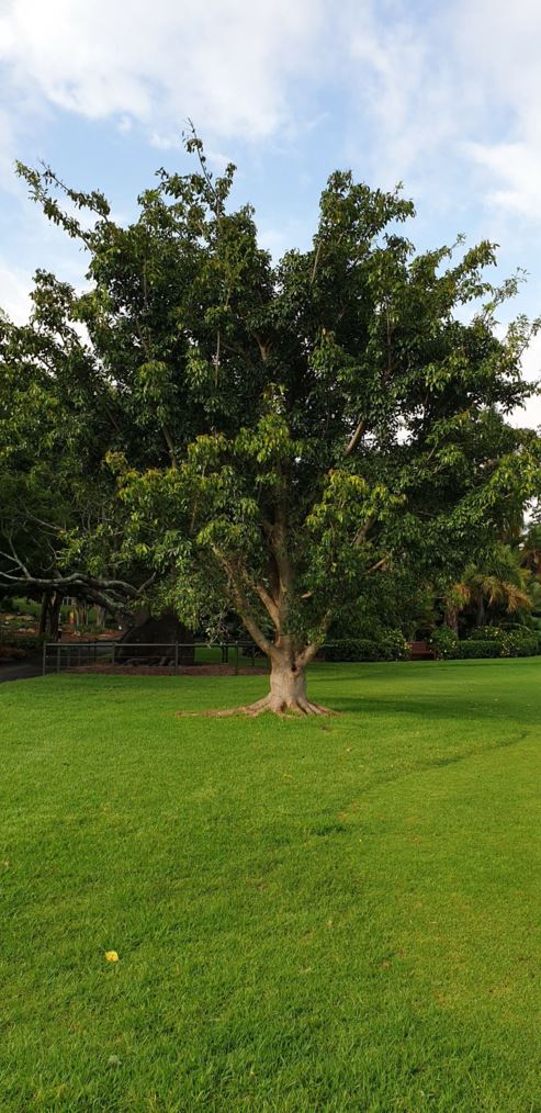 Ficus henneana - Deciduous Fig | Royal Botanic Garden Sydney