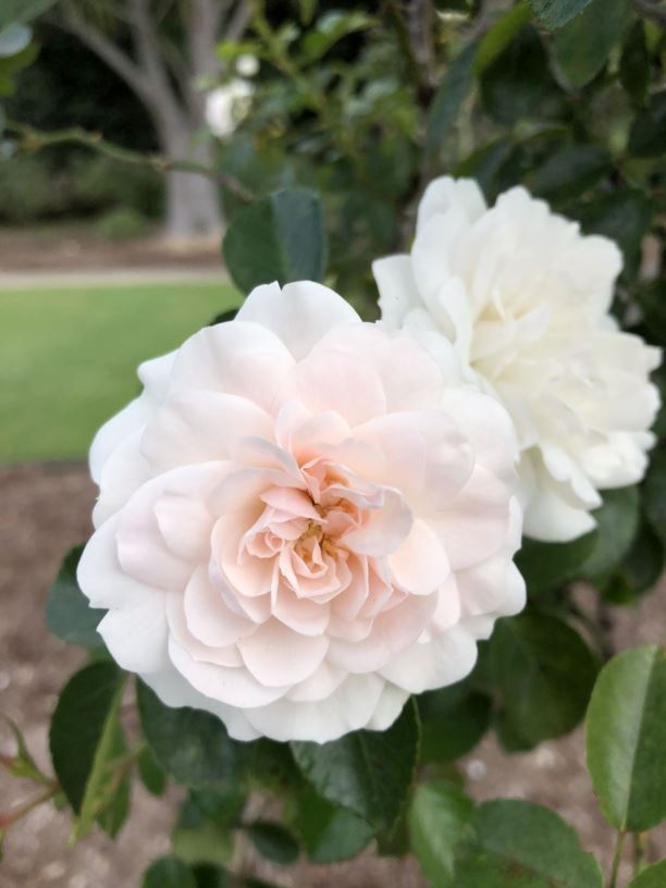 Rosa 'Sea Foam' - rose | Royal Botanic Garden Sydney