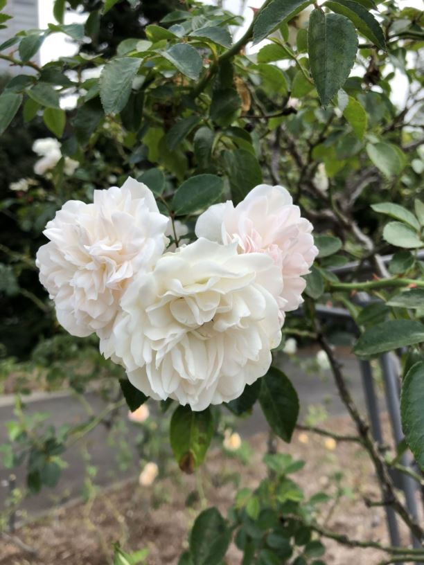Rosa 'Sea Foam' - rose | Royal Botanic Garden Sydney