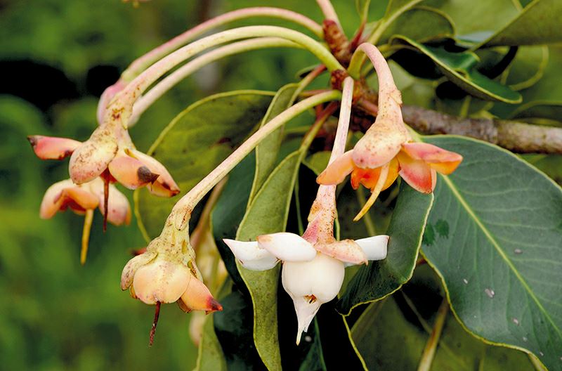 Anneslea fragrans - Spitting Tree | Royal Botanic Garden Sydney