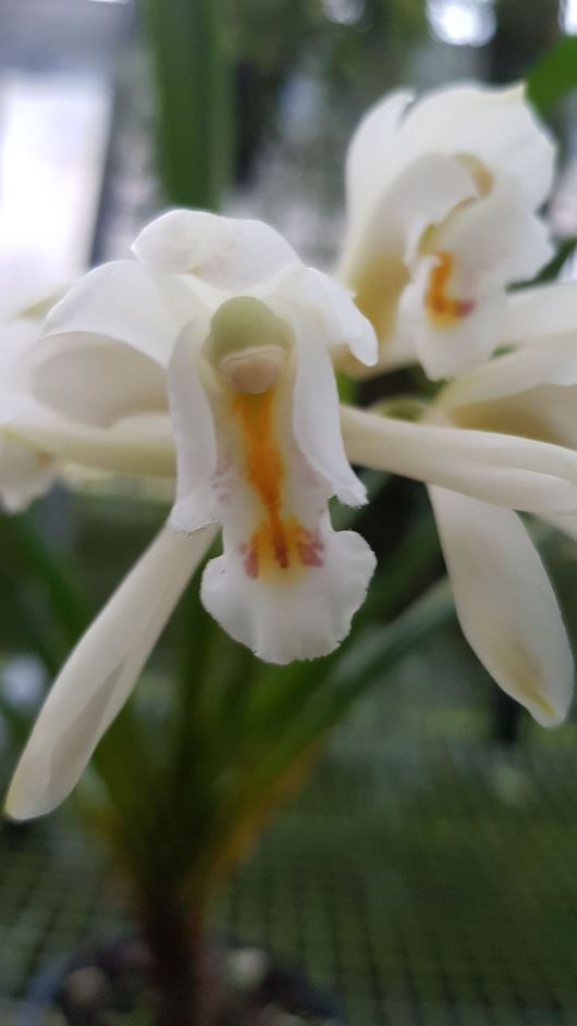 Cymbidium mastersii 'Geyserland' | Royal Botanic Garden Sydney