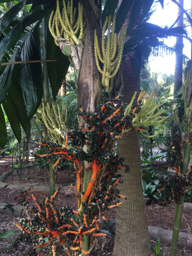 Chamaedorea alternans - Pacaya | Royal Botanic Garden Sydney