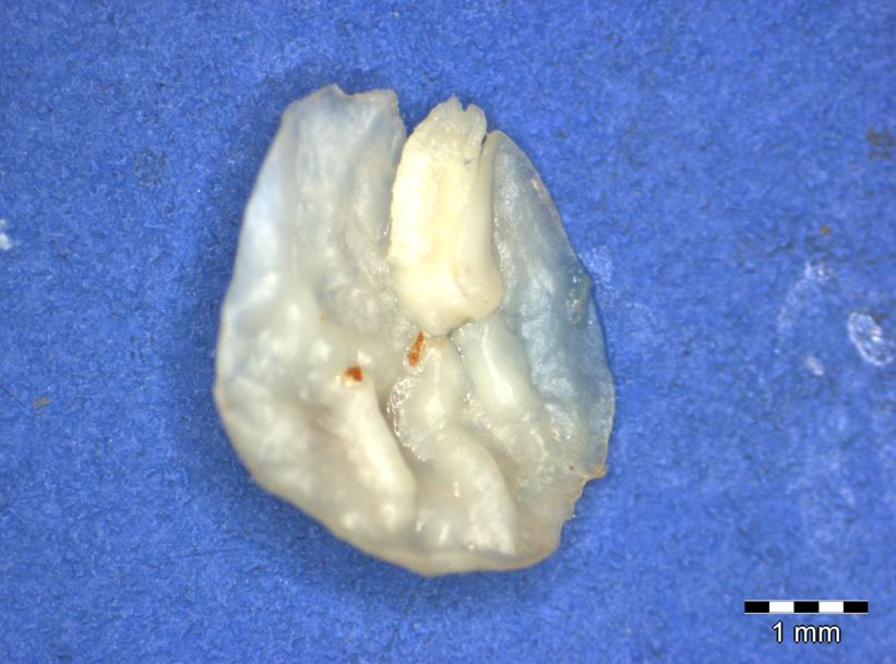 Angophora floribunda - Apple, Rough-barked Apple | Royal Botanic Garden ...