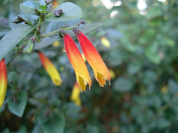 Justicia floribunda - Brazilian Fuchsia, Yellow Justicia | Royal ...