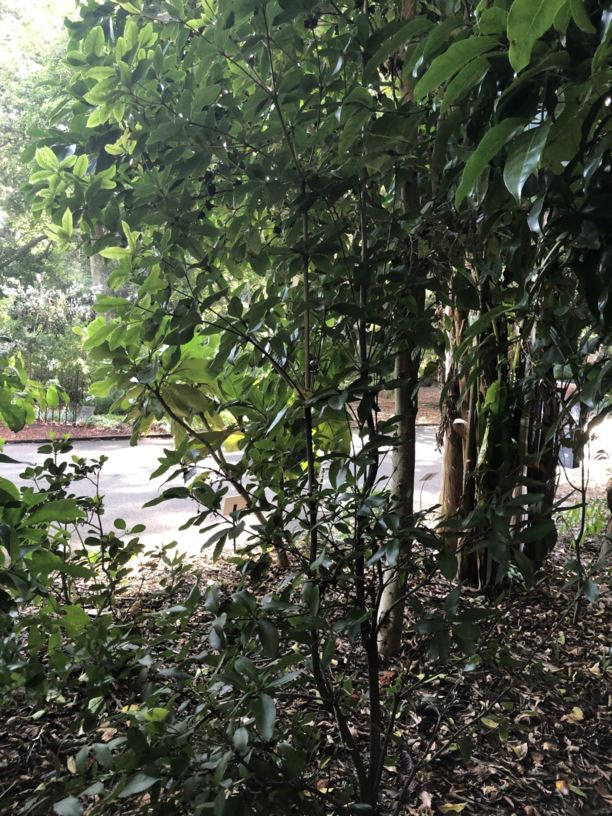 Eidothea hardeniana - Nightcap Oak | Royal Botanic Garden Sydney