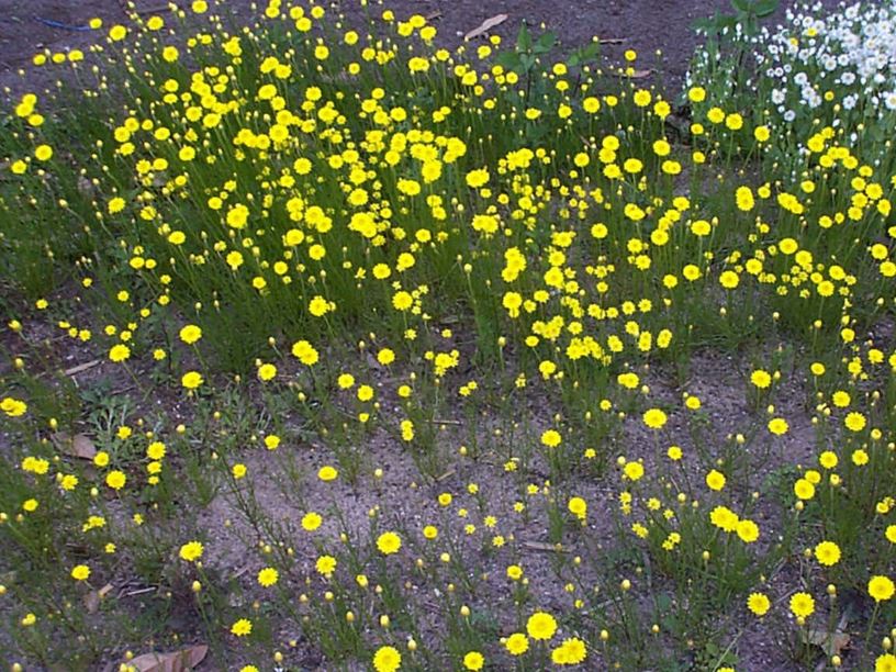 Rhodanthe anthemoides - Chamomile Sunray | The Royal Botanic Garden Sydney