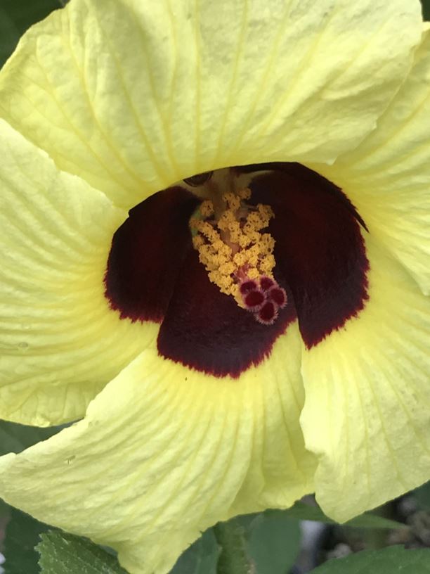 Hibiscus calyphyllus - Lemon-Yellow Rosemallow | Royal Botanic Garden ...