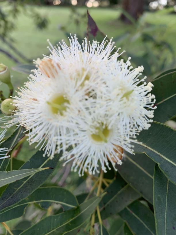 Corymbia intermedia - Pink Bloodwood | Royal Botanic Garden Sydney