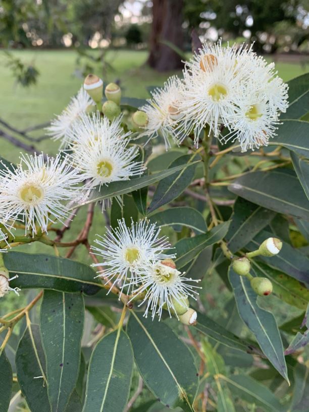 Corymbia intermedia - Pink Bloodwood | Royal Botanic Garden Sydney