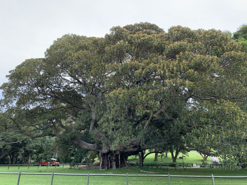 Ficus macrophylla f. macrophylla - Moreton Bay Fig | Royal Botanic ...