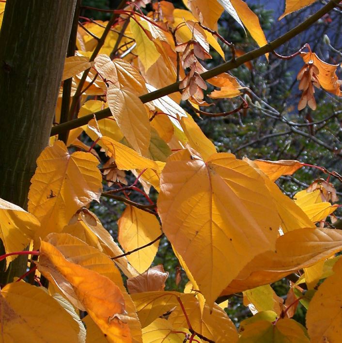 Acer davidii - Father David's Maple | Royal Botanic Garden Sydney